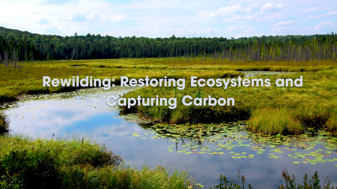 Rewilding: Restoring Ecosystems and Capturing Carbon – Carbon Neutral Britain