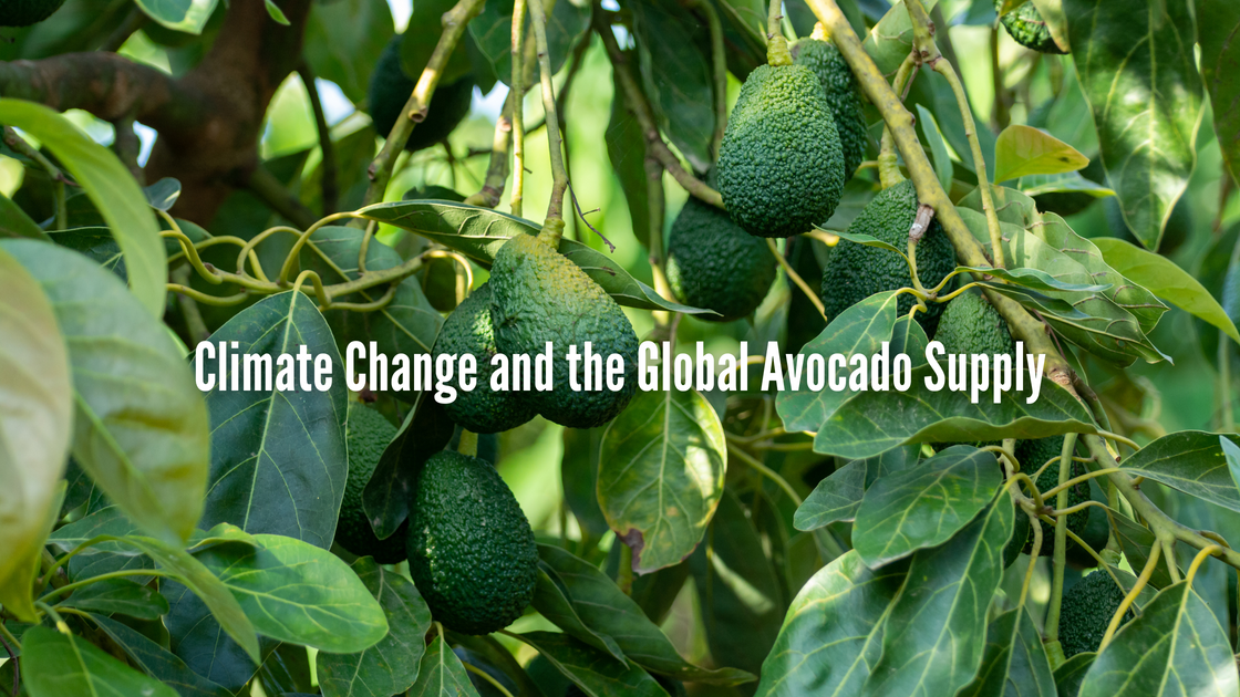The Growing Crisis: Climate Change and the Global Avocado Supply ...