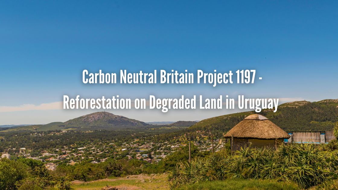 Reforestation on Degraded Land in Uruguay – Carbon Neutral Britain
