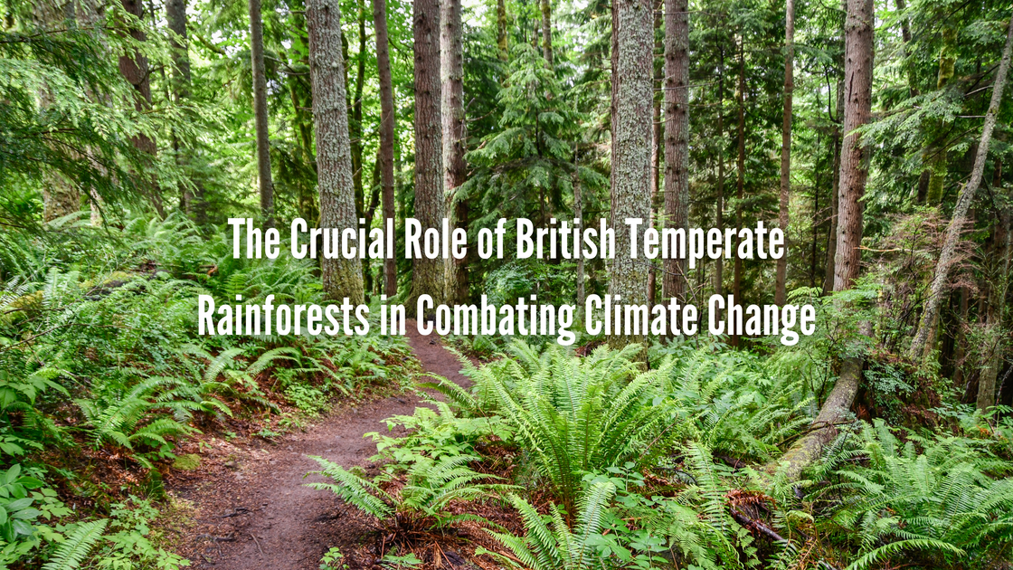 The Crucial Role of British Temperate Rainforests in Combating Climate ...